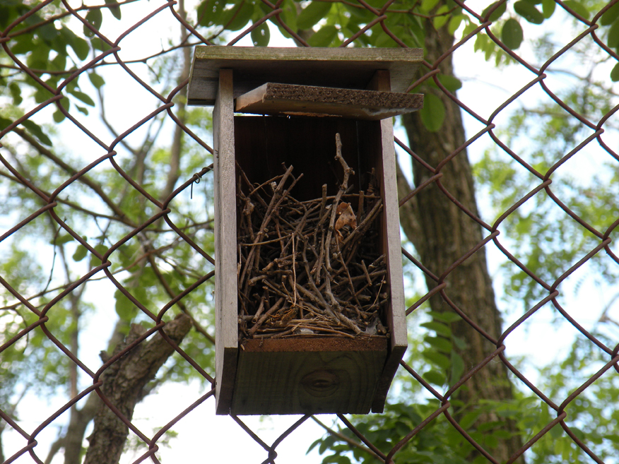 In a Bird Box at Freshkills Park - Freshkills Park