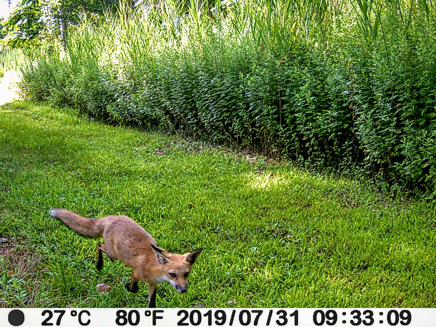 Red Fox Monitoring Project at Freshkills Park - Freshkills Park
