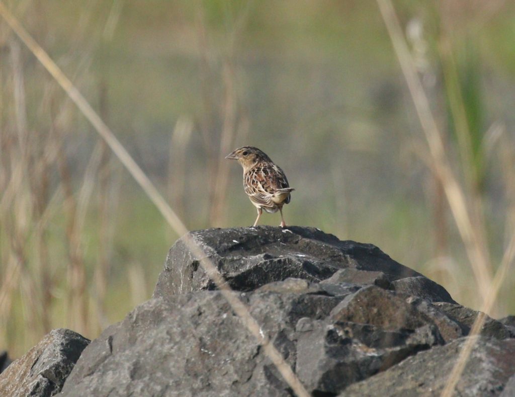 Understanding Your Soil Rain Bird