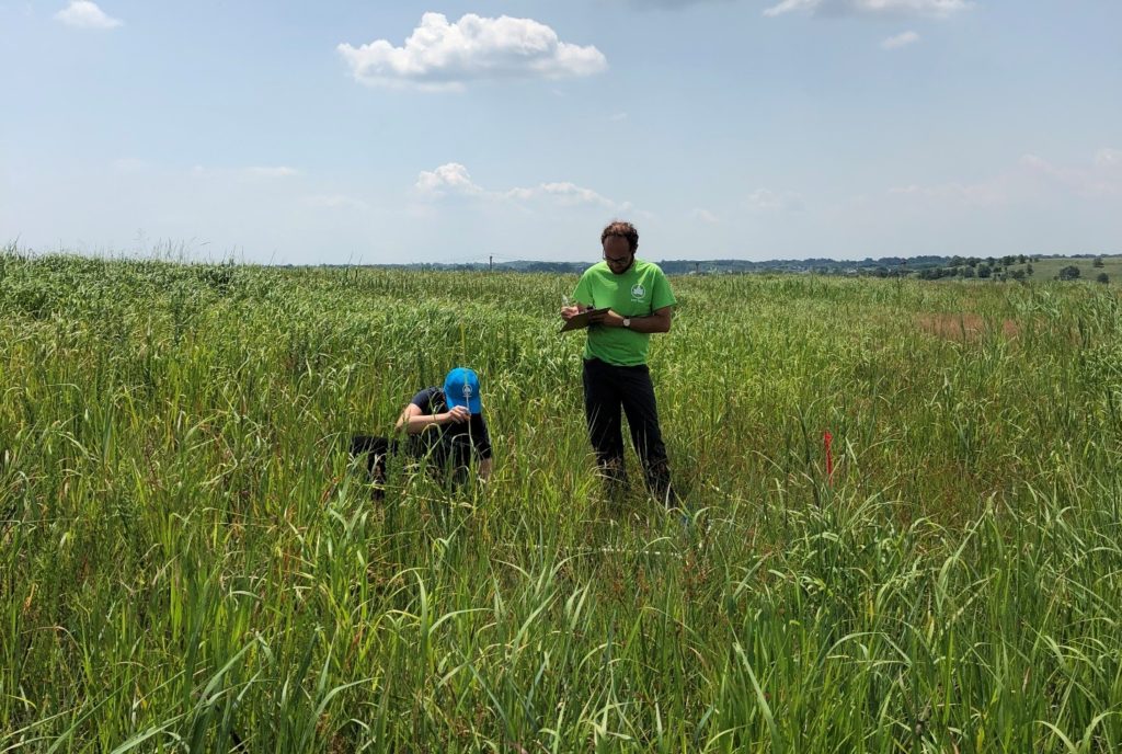 Grassland Comparison Studies - Freshkills Park