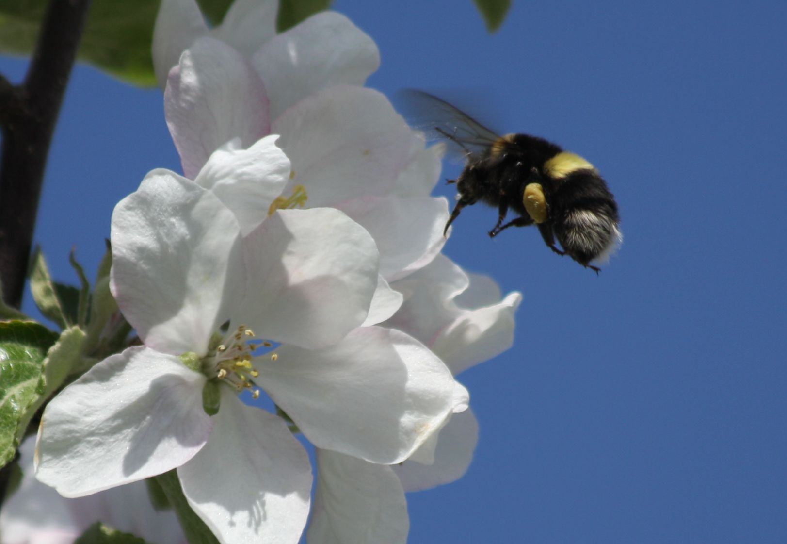 What’s the Buzz on Bee movie - Freshkills Park