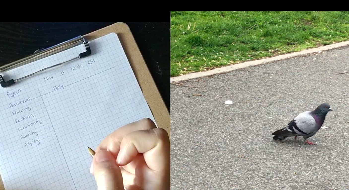 Love Animals? Observe With an Ethogram - Freshkills Park