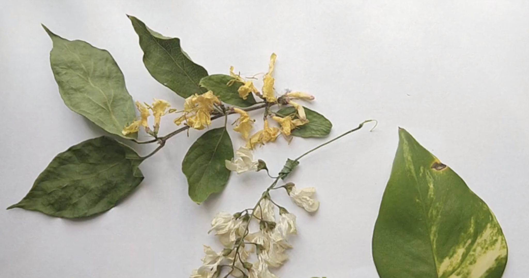 DIY Plant Press - Freshkills Park