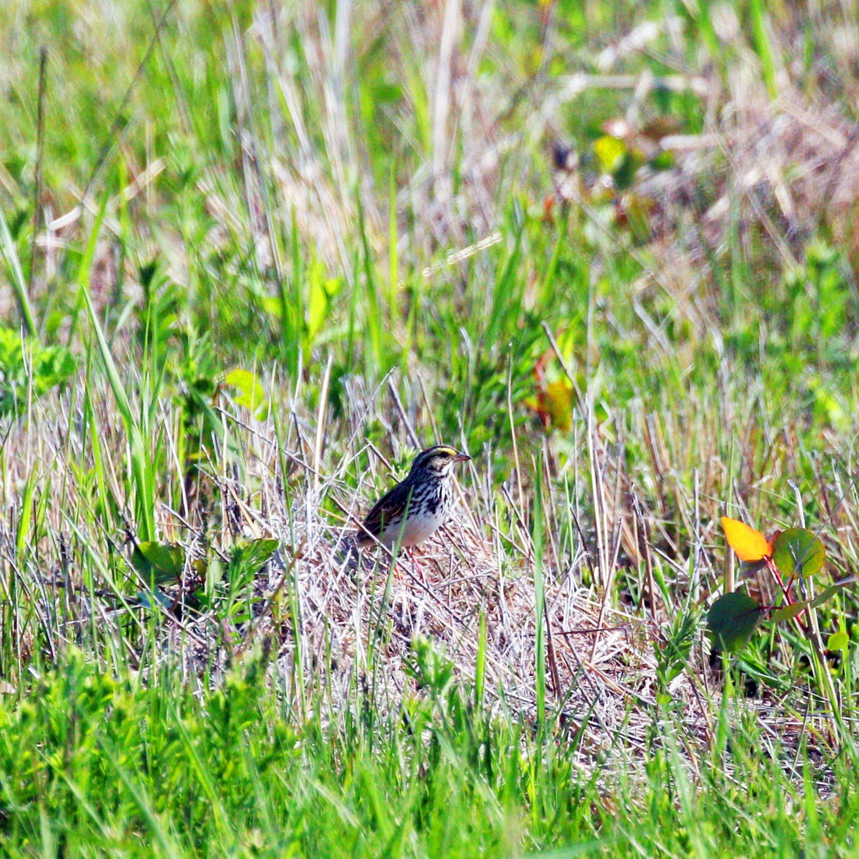 Sparrow Travelers of Freshkills Park - Freshkills Park