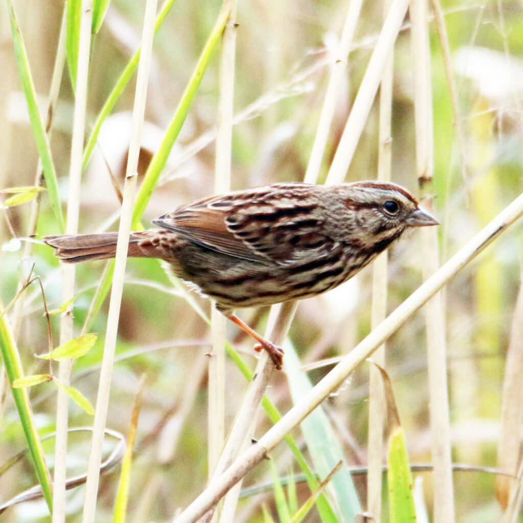 Sparrow Travelers of Freshkills Park - Freshkills Park