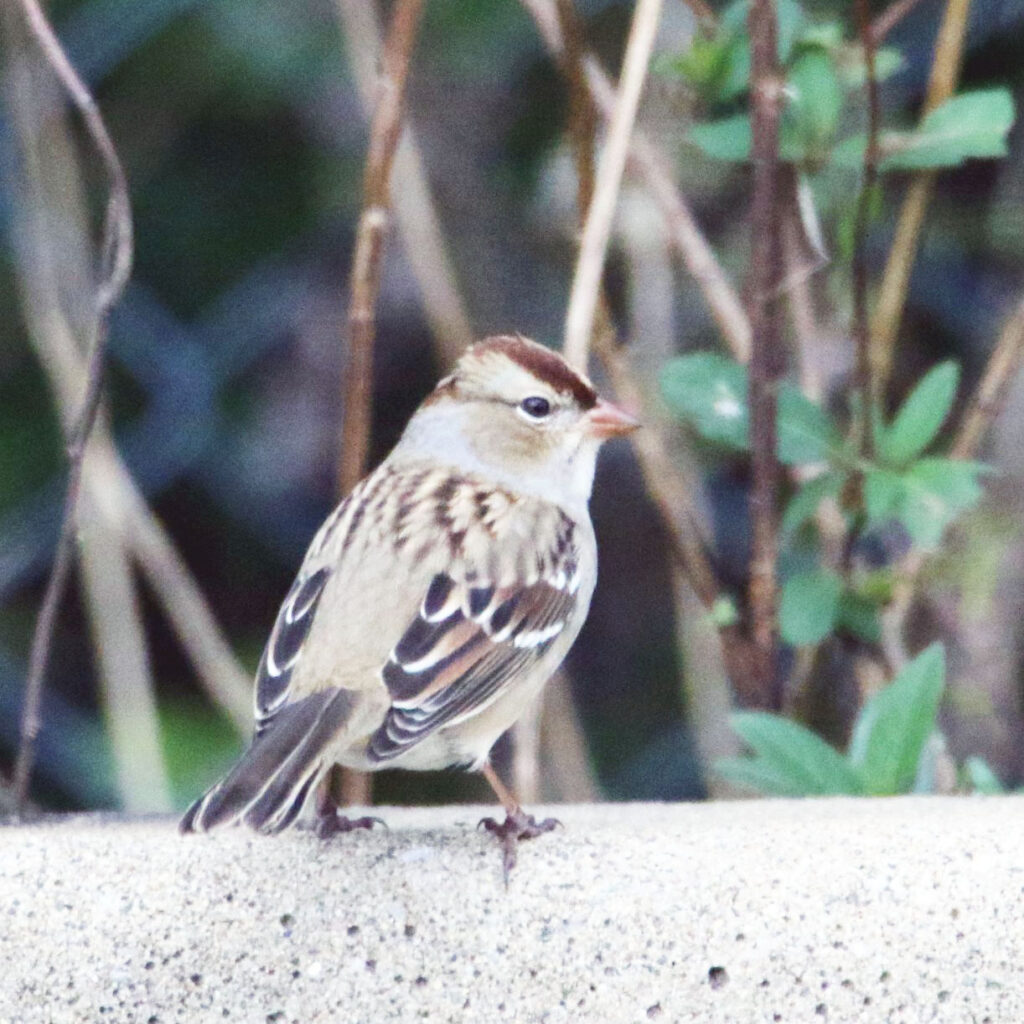 Sparrow Travelers of Freshkills Park - Freshkills Park