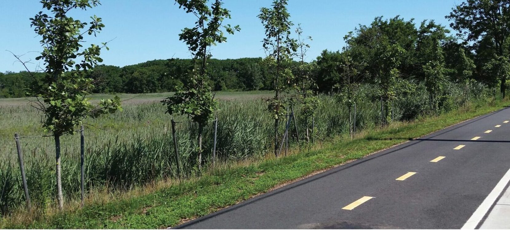 Stronger Than Ever: Coached Trail Walks - Freshkills Park