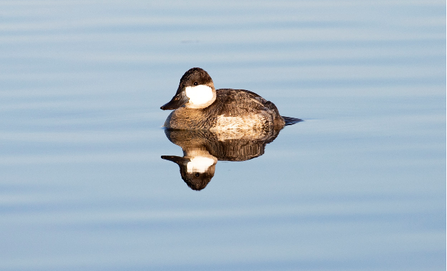 It’s Weird Duck Time: Meet the Freshkills Quack-pack - Freshkills Park