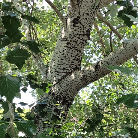 iNaturalist Scavenger Hunt - Trees of the New Springville Greenway ...