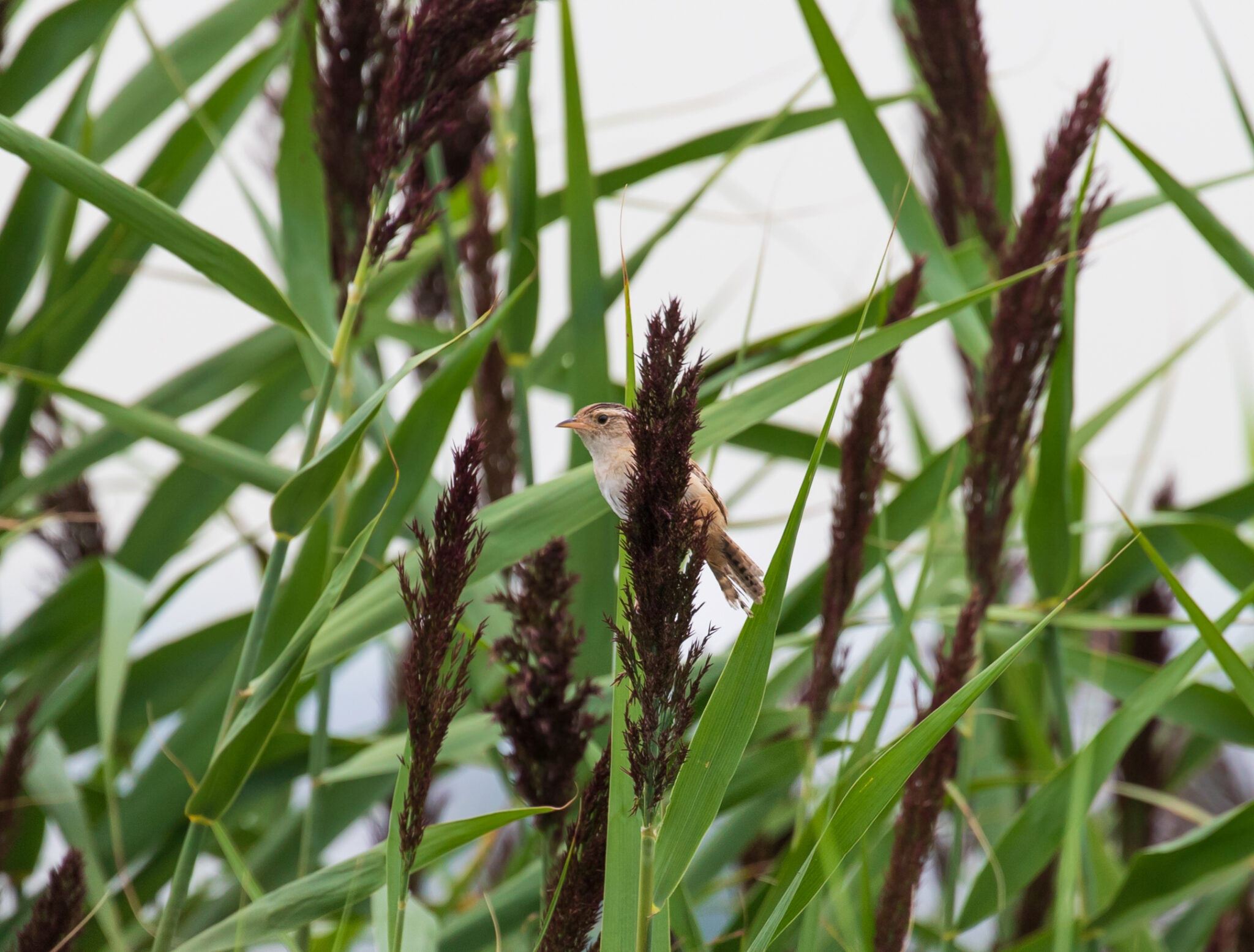 Sedge Wren Return to Nest at Freshkills Park - Freshkills Park