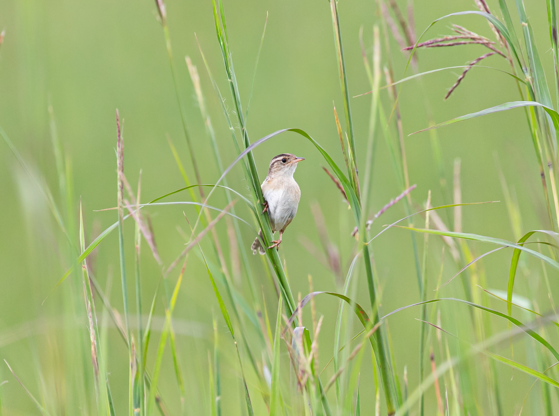 Sedge Wren Return to Nest at Freshkills Park - Freshkills Park