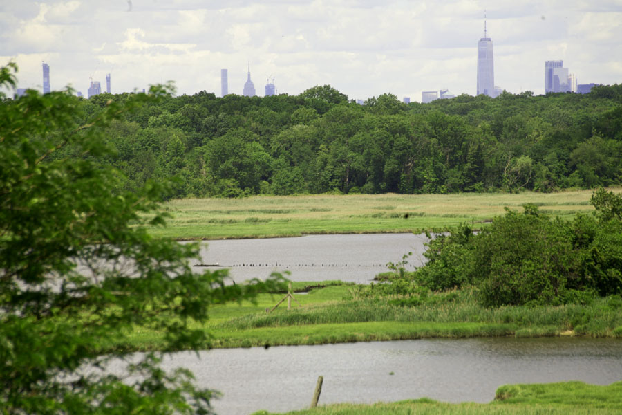 The Wetlands of Freshkills Park - Freshkills Park