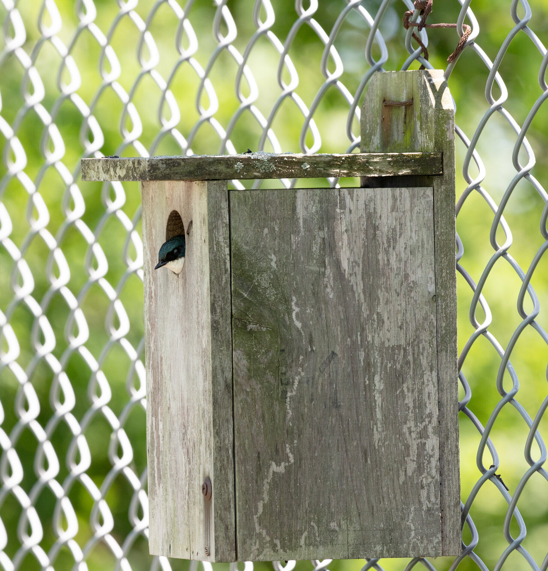 Nest Box Tips from Freshkills Park - Freshkills Park