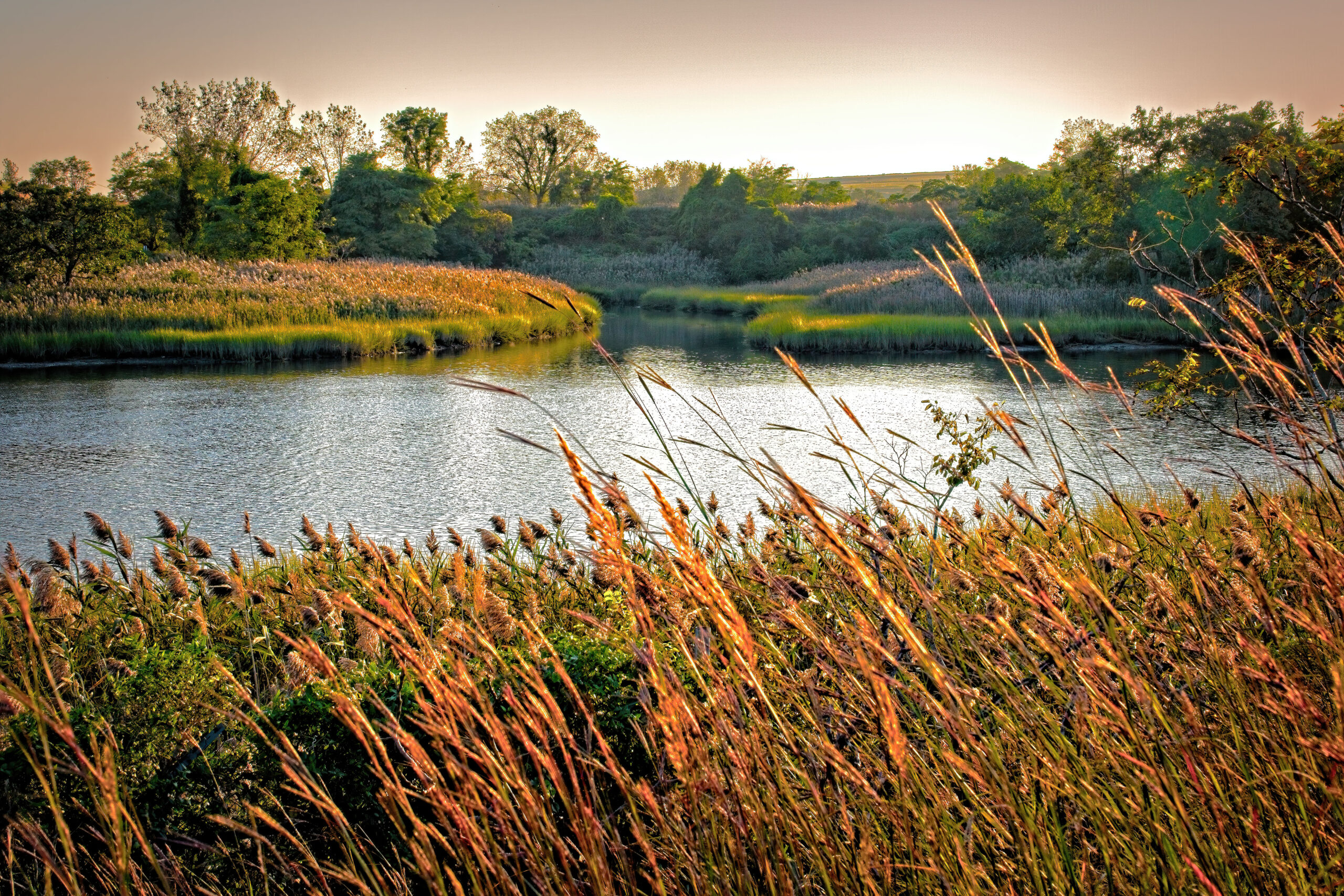 Black Friday Nature Walk - Freshkills Park