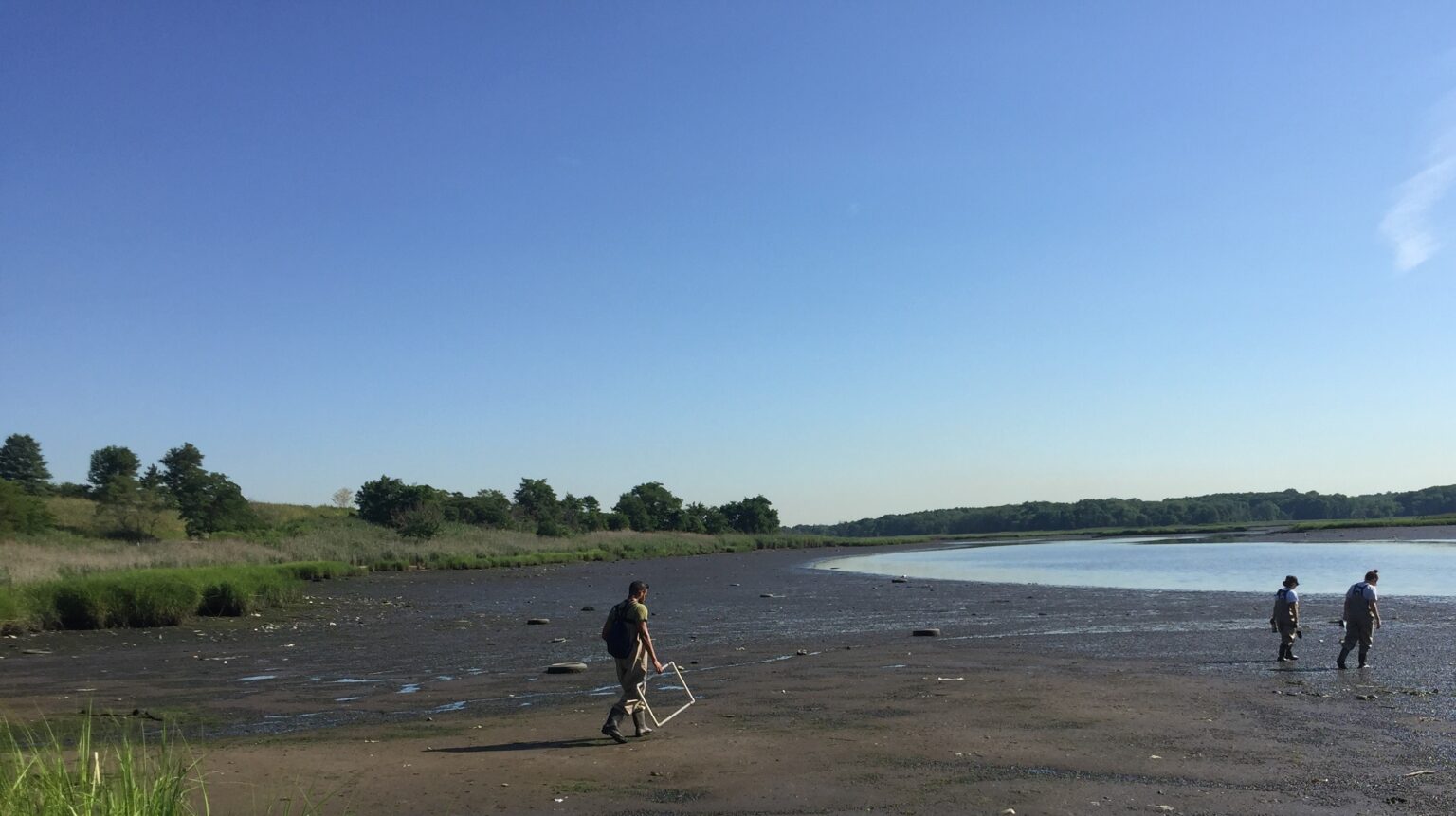 Wetland Clean Up - Freshkills Park