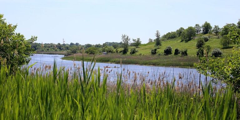 City of Water Day: Volunteer Wetland Clean Up - Freshkills Park